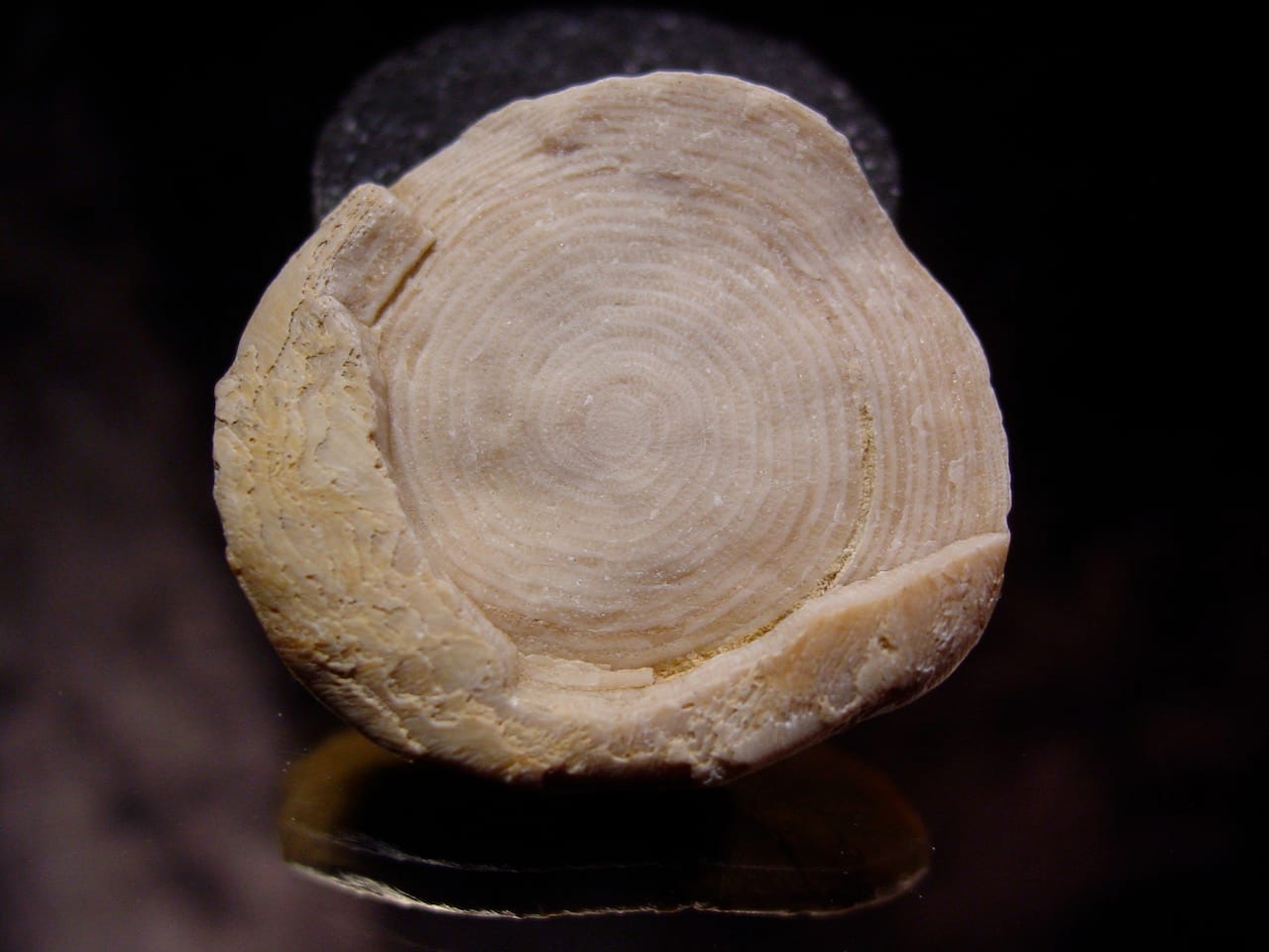 Nummulites Egypt – Fossils from Fayum Oasis | SaharaGems